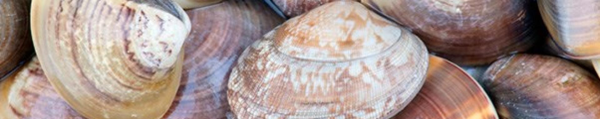 Almejas - Guía de los alimentos | Nestlé Family Club