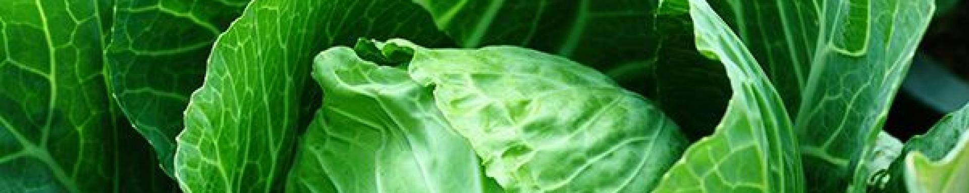 Col - Guía de los alimentos | Nestlé Family Club