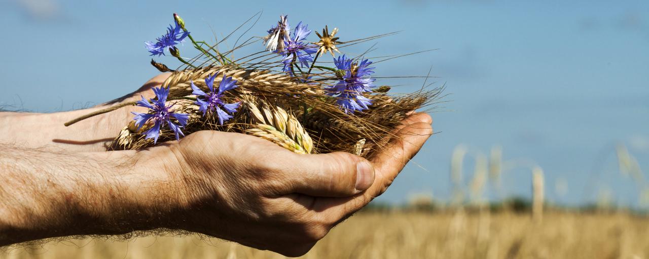 Producto Ecológico | EKO | Nestlé Family Club